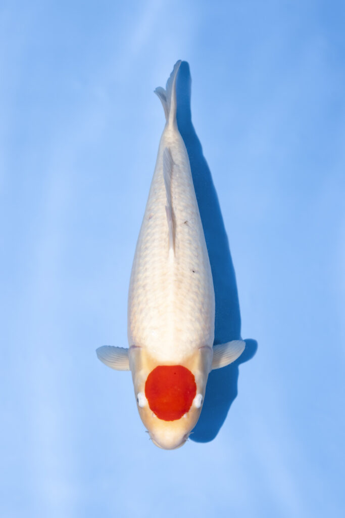 No.28 岡山桃太郎鯉｜大正三色 | Cyclo inc.